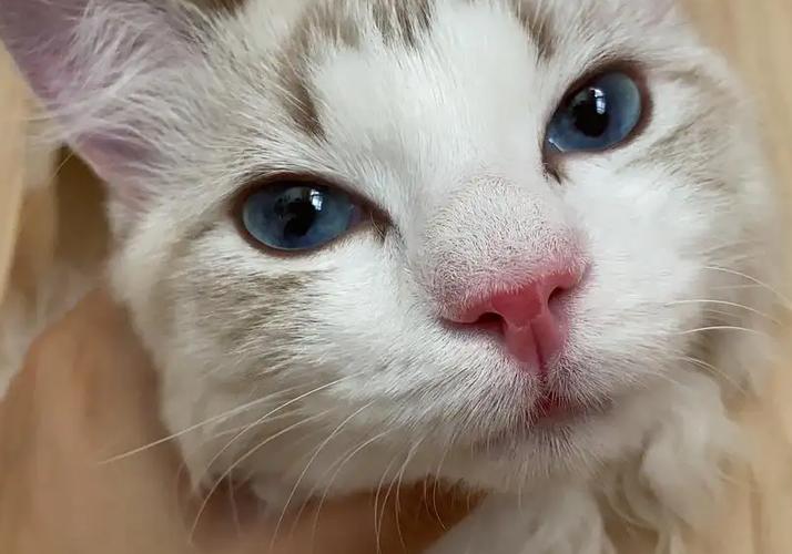 猫咪突然不活泼了图标