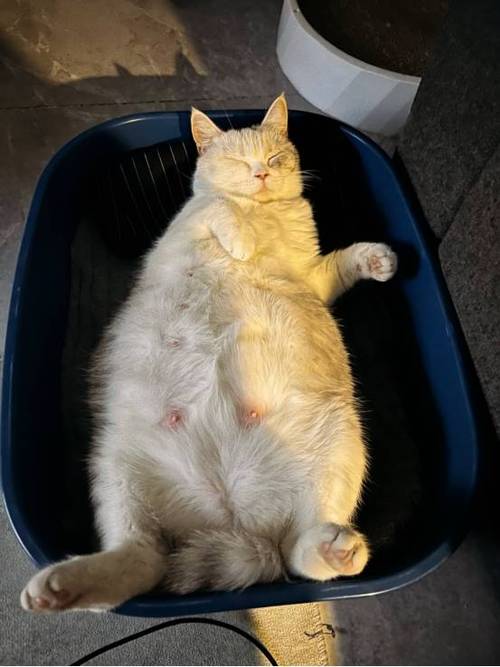 怀孕的猫的睡姿图片图标