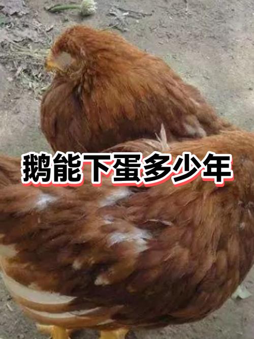 鹅可以放在笼子里养吗图标