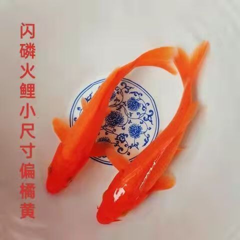 鱼吃鱼火麒麟口令永久图标