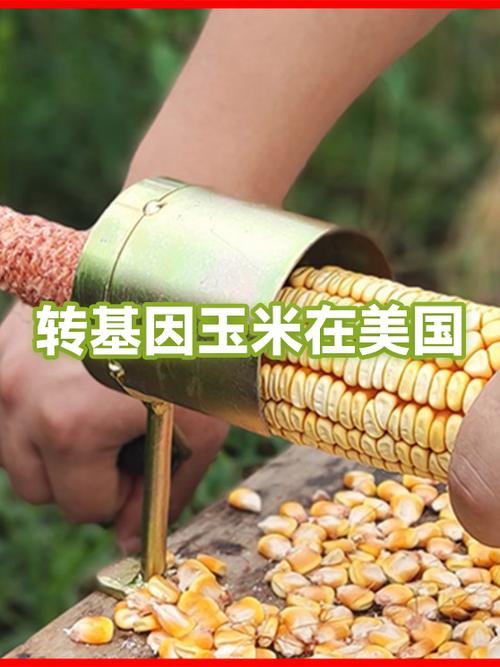 玉米转官网图标