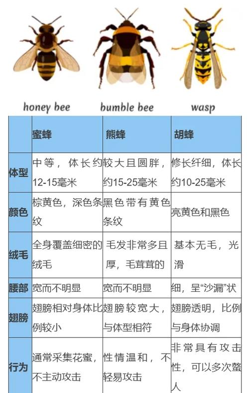 蜜蜂窝的功效与作用图标