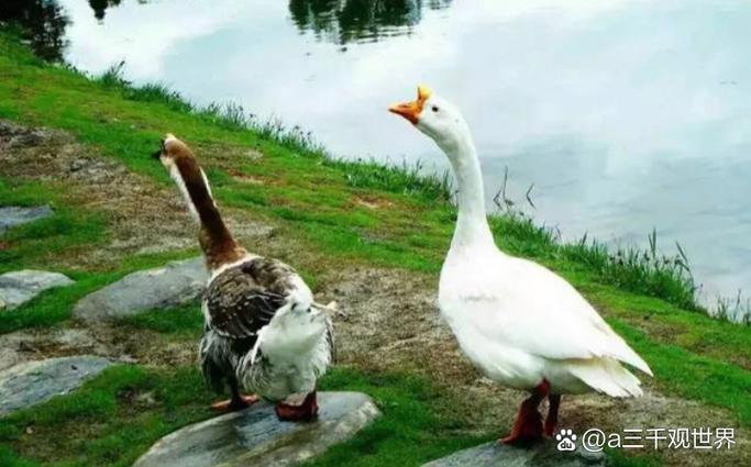 为什么鹅越老越好图标