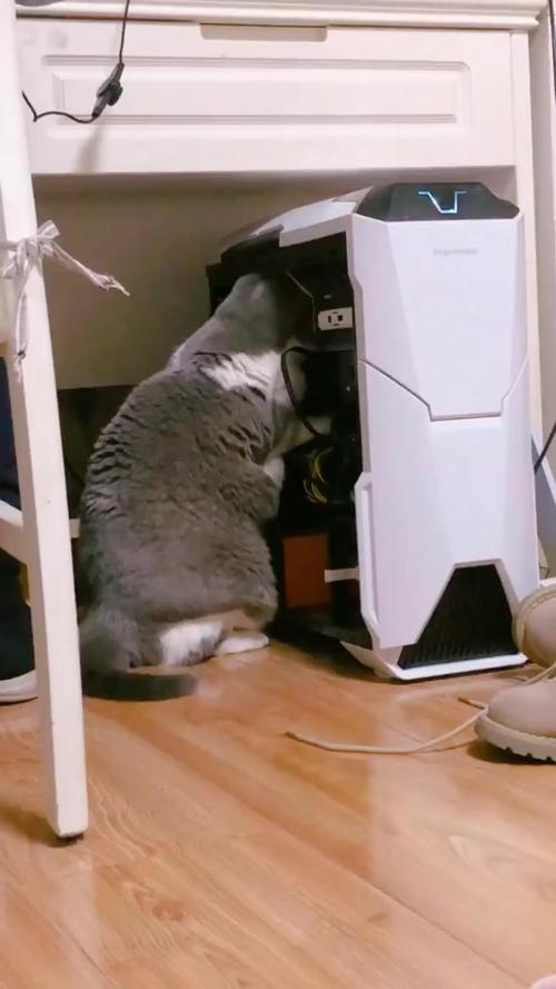 猫咪段短视频