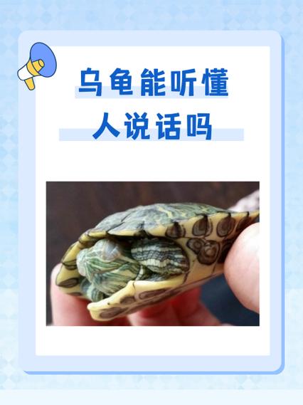 乌龟能听懂人说话吗图标