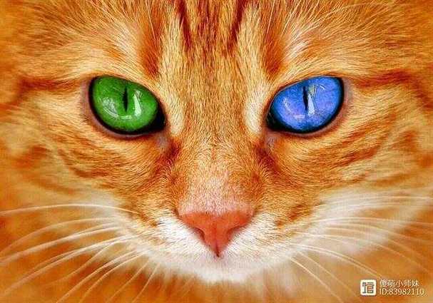 猫眼晚上为什么是亮的图标