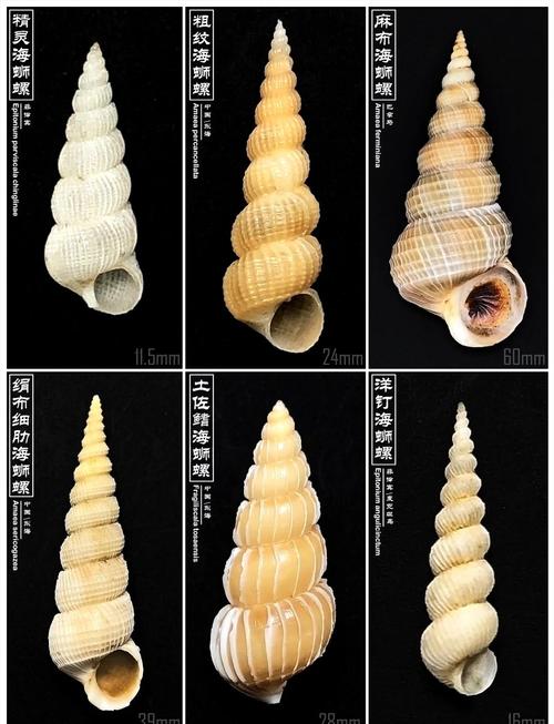 迷你世界海螺打壳星月截图
