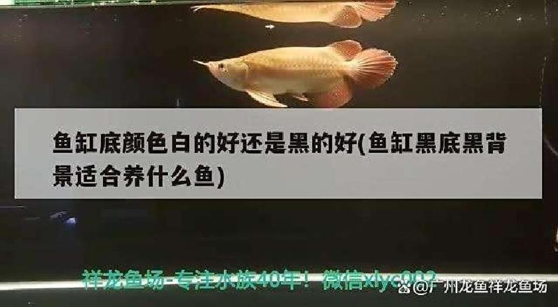 鱼缸黑背景好还是白背景好图标