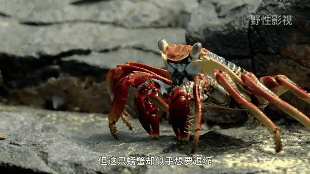 螃蟹搞笑图片大全图标
