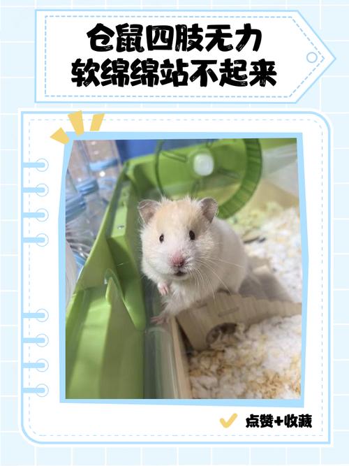 仓鼠不动了但身体软软的图标