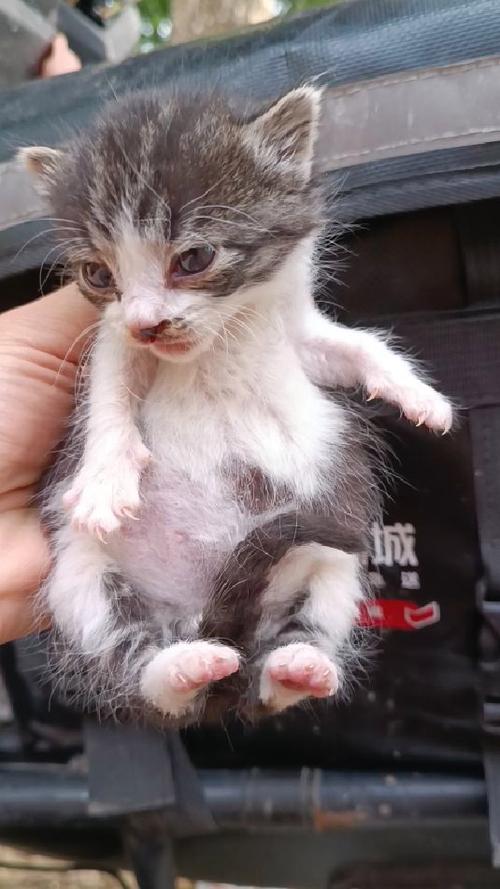 路边捡到小奶猫好不好截图