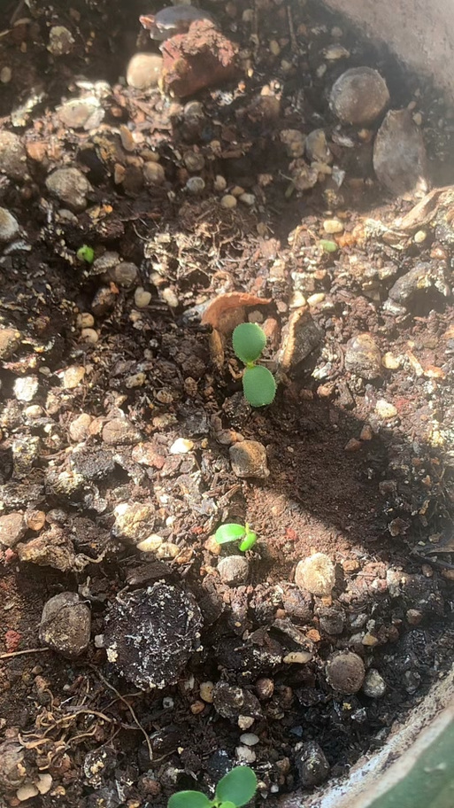 月季花籽能种吗?怎么种