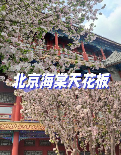 海棠查看已购买图标