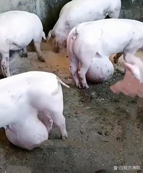 猪猪大哥合集图标