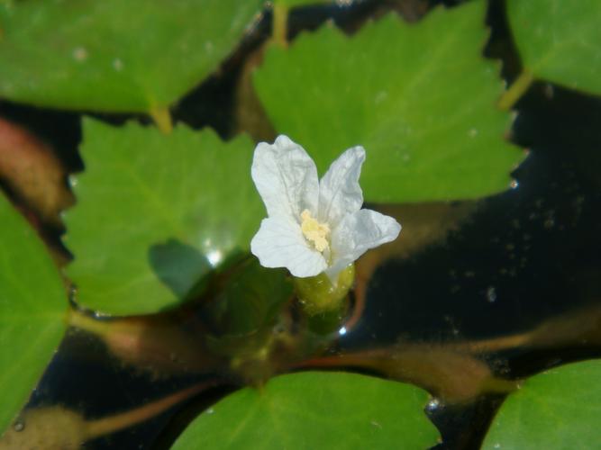 玄霄喜欢韩菱纱吗图标