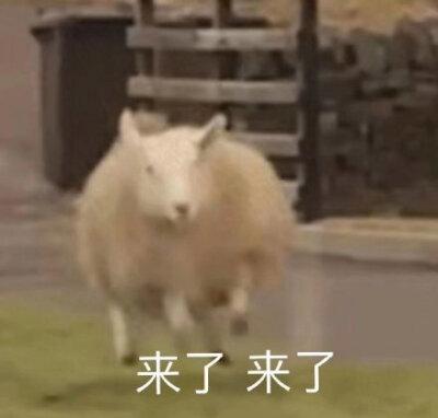 我是一只羊表情包图标