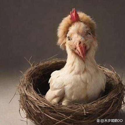 抱窝是什么意思图标