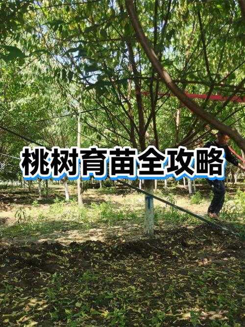 桃树种子怎样育苗图标
