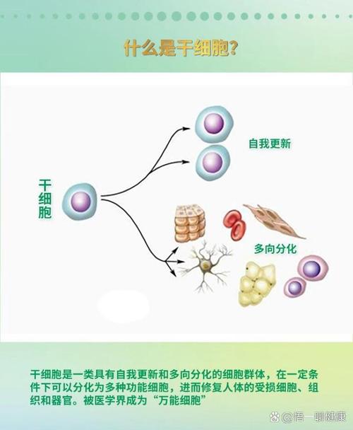 干细胞是指什么的细胞图标