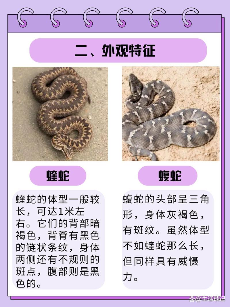 五步蛇是蝰蛇还是蝮蛇图标