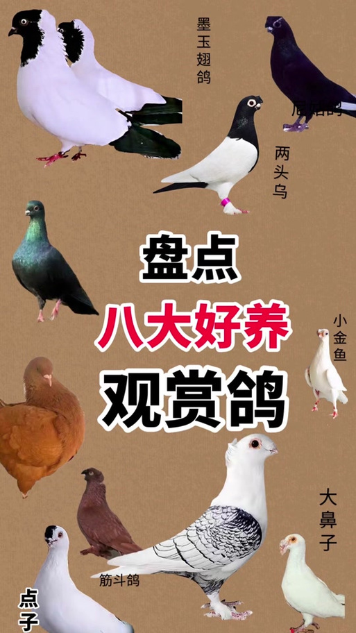 鸽子品种哪个最好图标