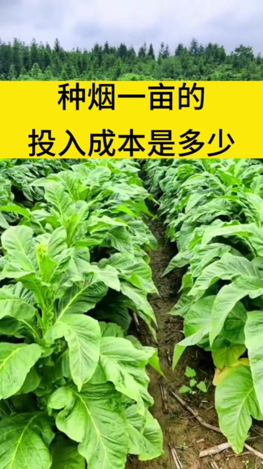 种烤烟一亩有多少利润图标