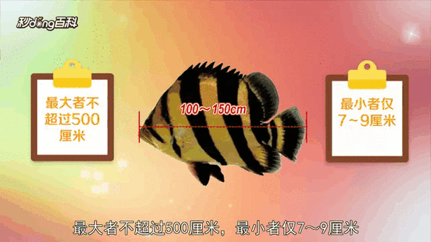虎鱼品种图片及价格图标