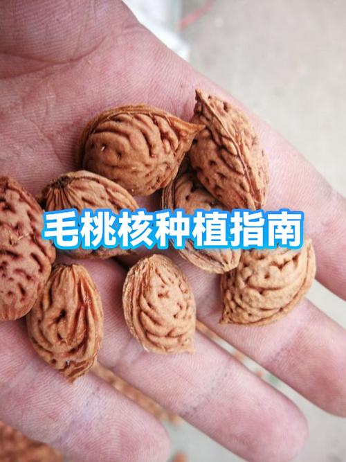 毛桃核种植时间和方法图标