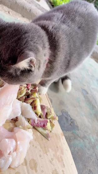 狗吃肉奥特曼打小怪兽