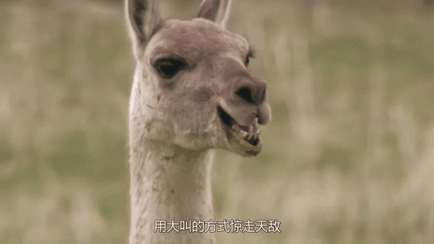 羊驼对你吐口水代表什么截图