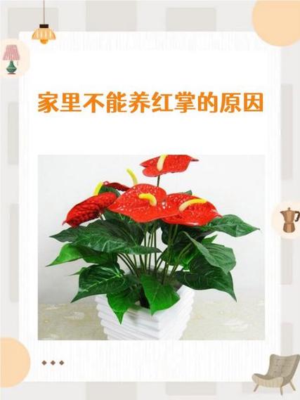 红掌是什么原因造成的图标