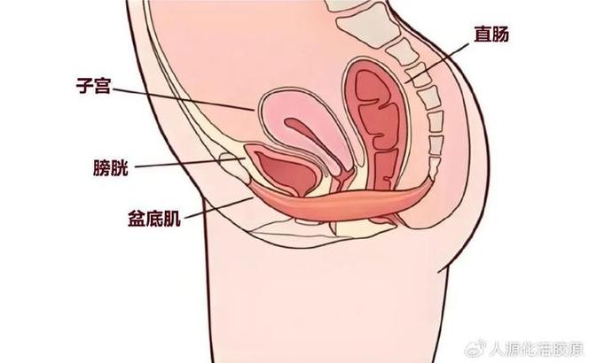 盆底肌是哪个位置图标