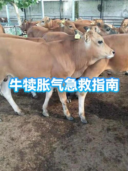 牛肚子胀气的原因截图