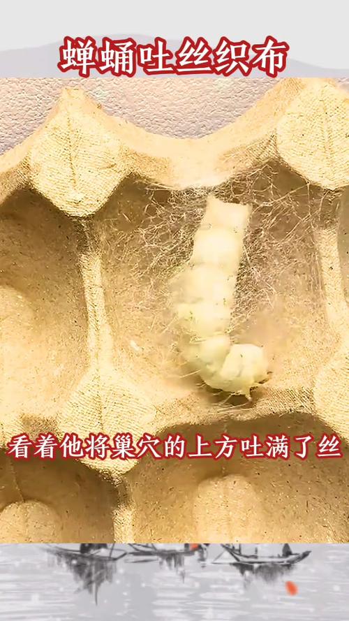 抽完丝的蚕蛹去哪里了