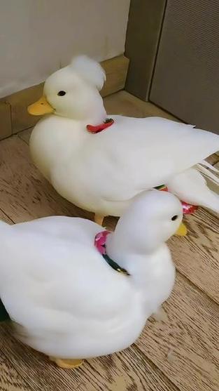 网红鸭图片截图