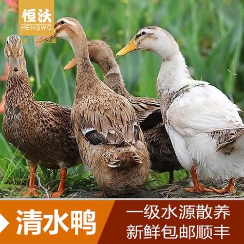 老鸭几年的比较好图标