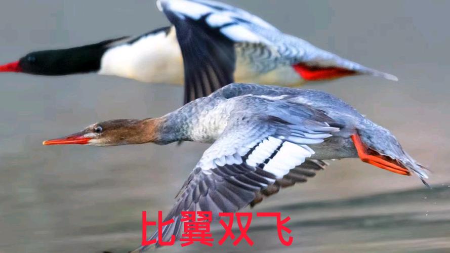 比翼双飞猜一动物截图