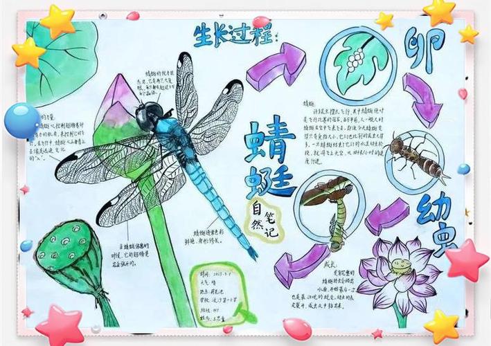 关于蜻蜓的详细介绍