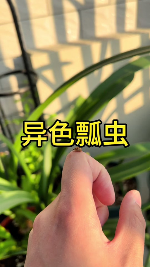 鞘翅怎么往上飞图标