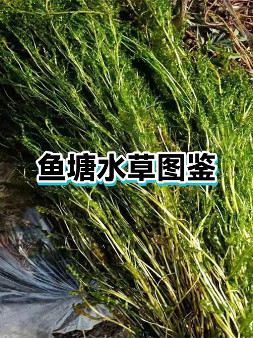 适合鱼塘种植的水草图标