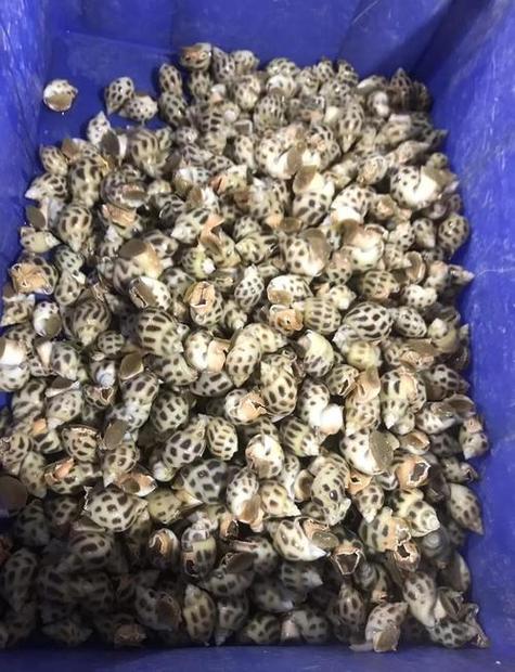 花螺尾部能吃吗?