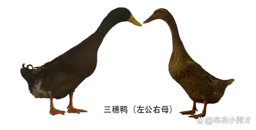 我养的鸭贼6分红鸭图标