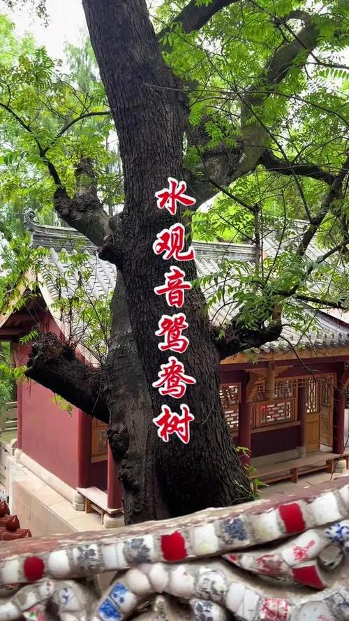两棵在一起的树图标