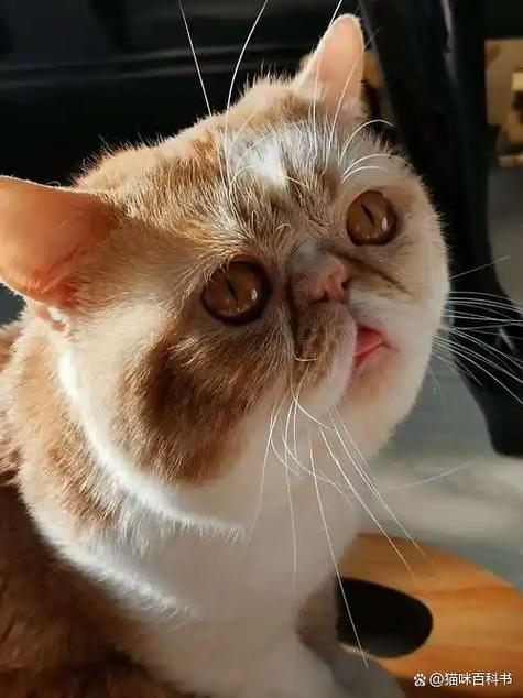 加菲猫剪毛造型教程图标