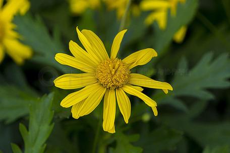 一朵小黄花