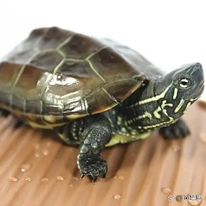 乌龟为什么寿命长图标