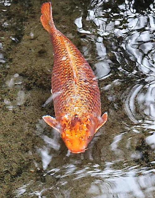 锦鲤不喂食会饿死吗图标