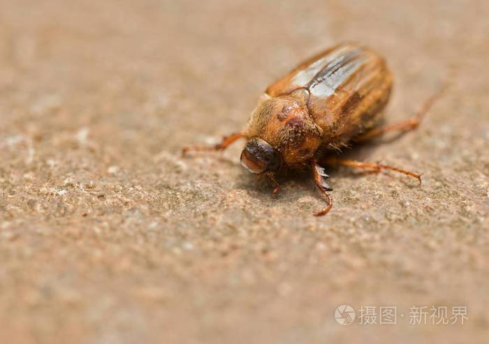 棕色硬壳大虫子图标