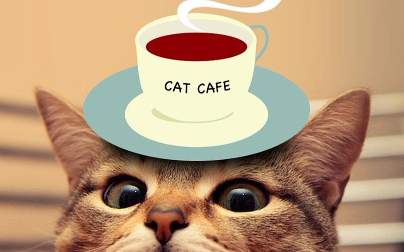 Cat cafe图标