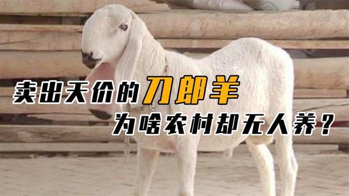 哪里有小羊卖图标